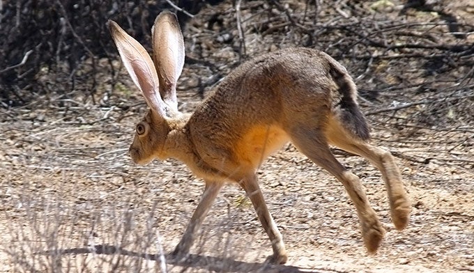 Pikas and Jackrabbits in Utah