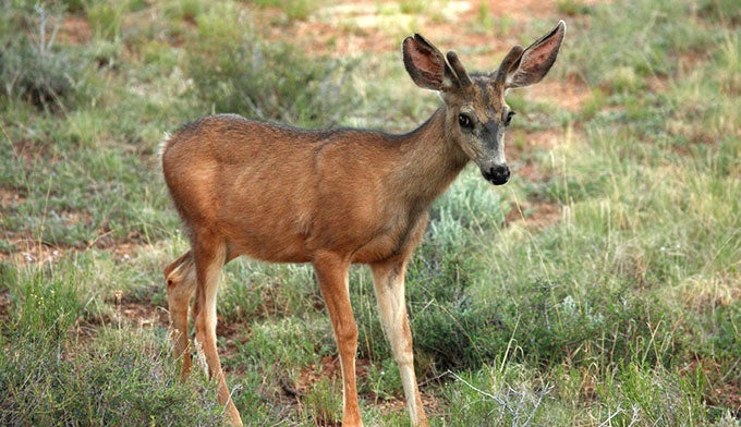 Mule Deer Inhabit Utah