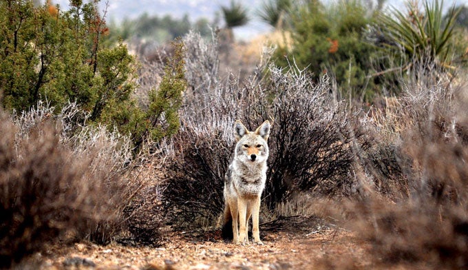 Coyotes in Utah