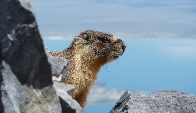 Chipmunks, Beaver, and Porcupines in Utah