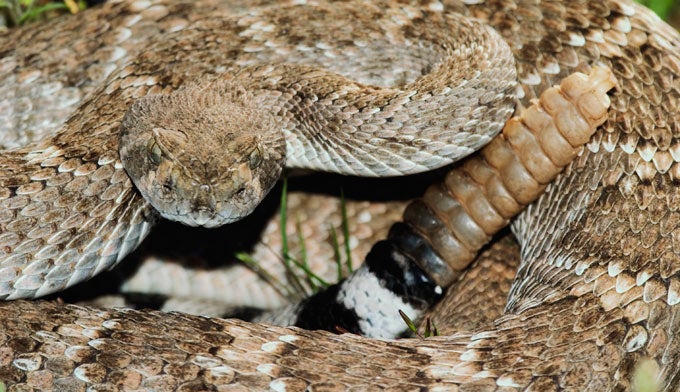 Bite and Sting Safety