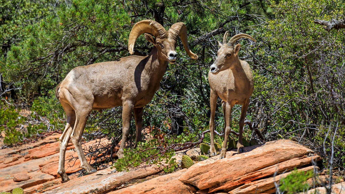 Watch Bighorn Sheep in Utah's National Parks and Beyond